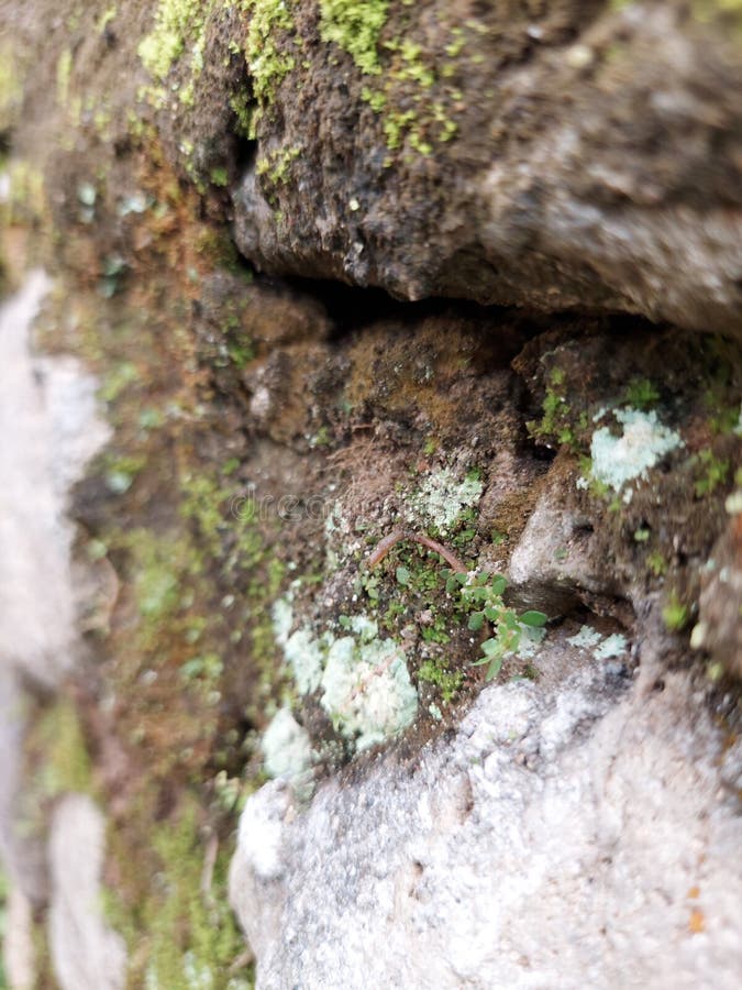 Green fungus in house stock image. Image of soil, house - 263655231
