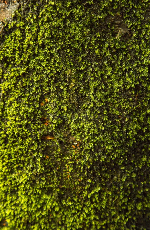 Green Fungus Texture on Trees Stock Image - Image of mosses, background ...
