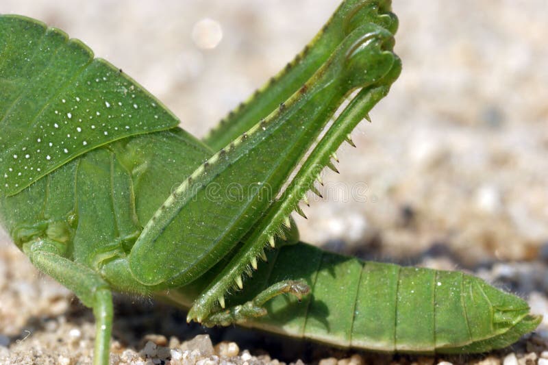 Green Funny Grasshoper Locust on the Sand Stock Photo - Image of ...