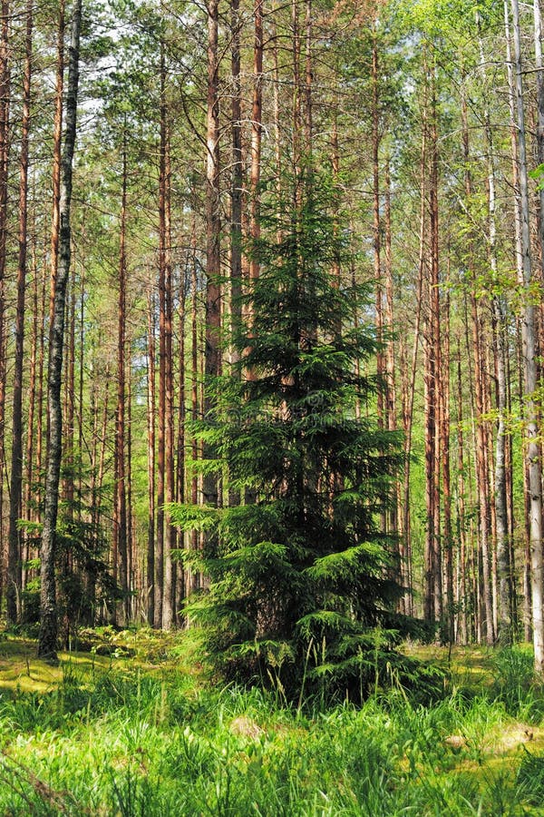 Green Fur-tree in Pine Wood Stock Image - Image of forest, pine: 17492007