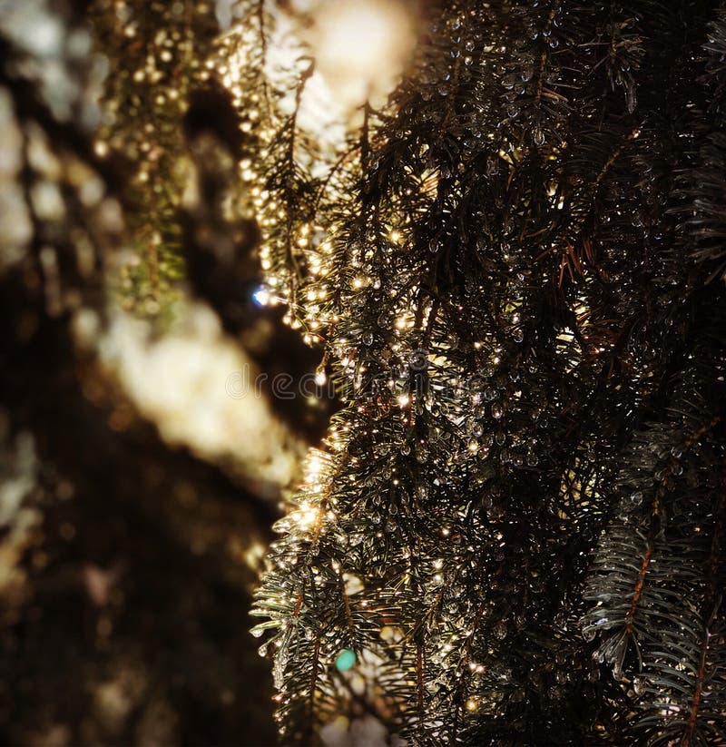 Green Fur Tree on Winter Day Stock Photo - Image of needles, boughs ...