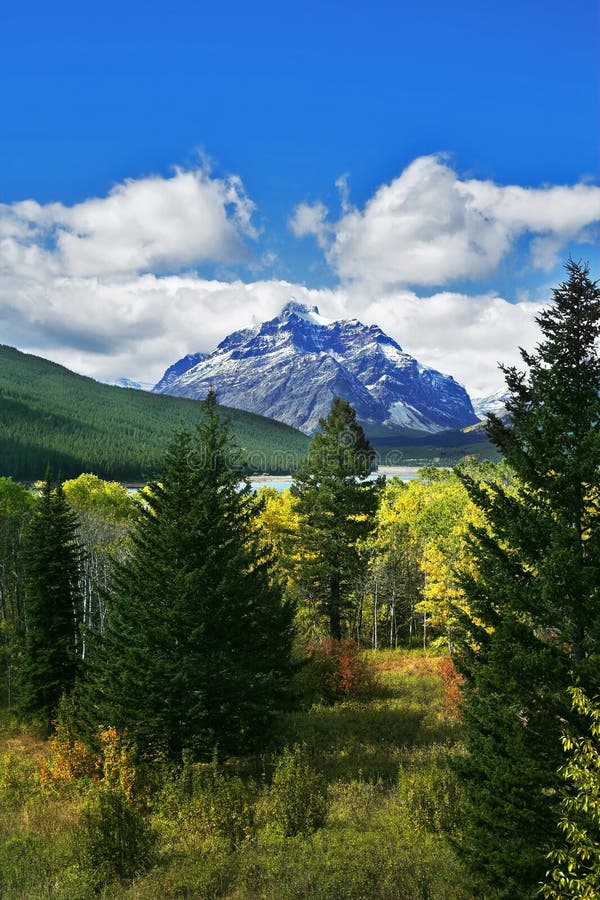 Green fur-trees stock image. Image of outdoors, conservation - 8269457