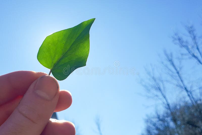 Male Hand Raise a Green Leaf into the Sky Stock Image - Image of hold ...