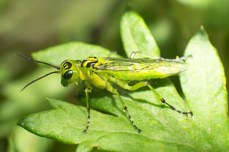 Green gadfly stock image. Image of insects, creature - 28658629