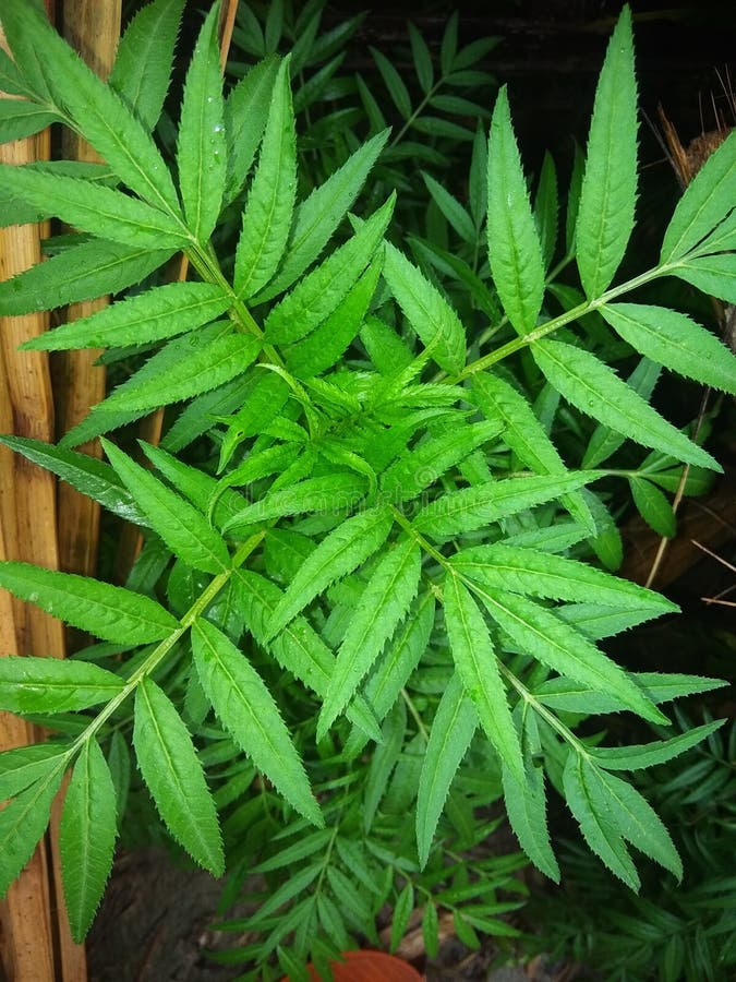 Gadha Stock Photos - Free & Royalty-Free Stock Photos from Dreamstime