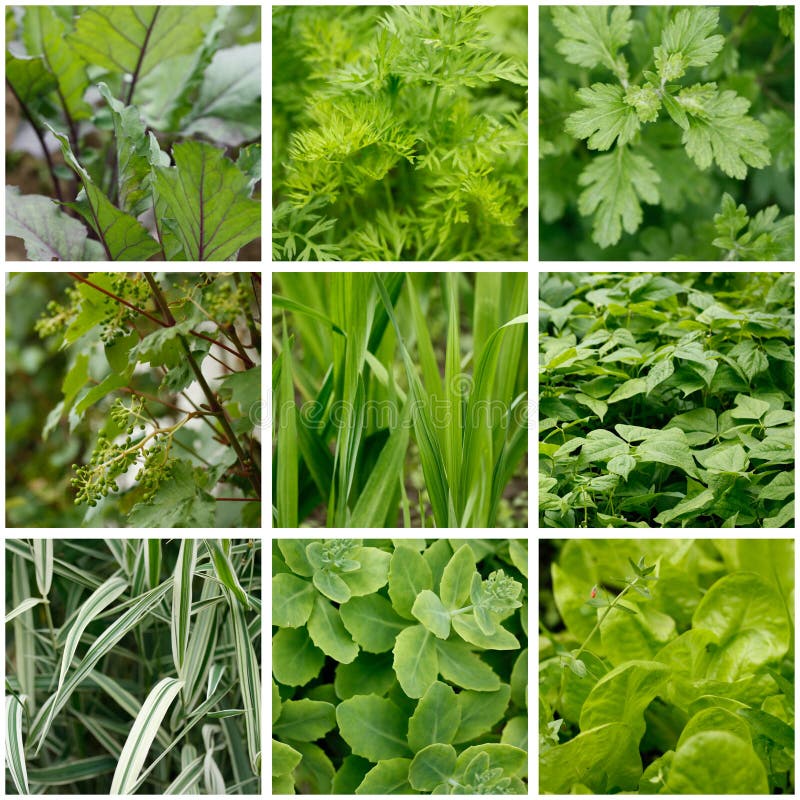 Green plants - collage stock image. Image of environment - 27894979
