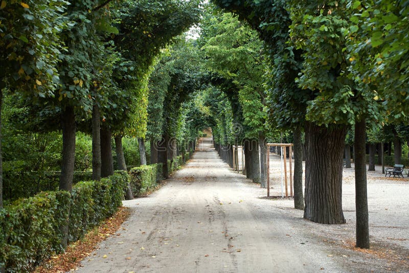 Green Garden Alley in the Park. Arched Trees. Stock Photo - Image of ...