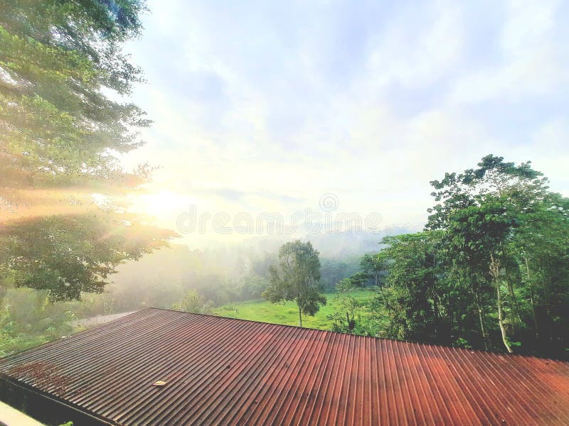 Green Garden on a Bright Morning Stock Photo - Image of forest, morning ...
