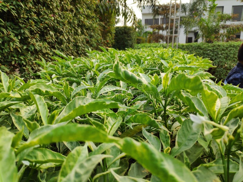 158 Cutted Bush Stock Photos - Free & Royalty-Free Stock Photos from ...