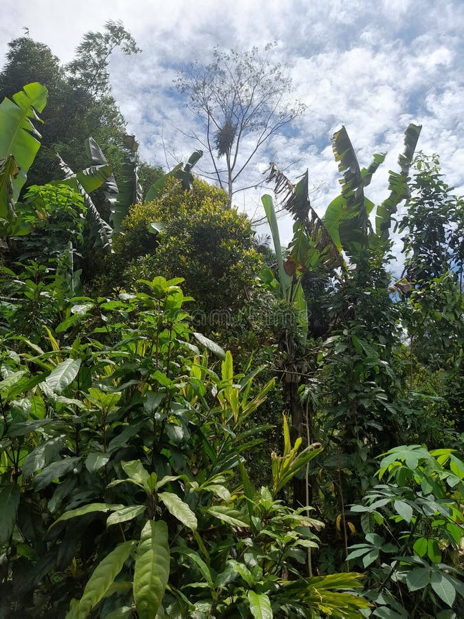 Green Garden Forest Tree Sky Morning Tree Vibes Stock Photo - Image of ...