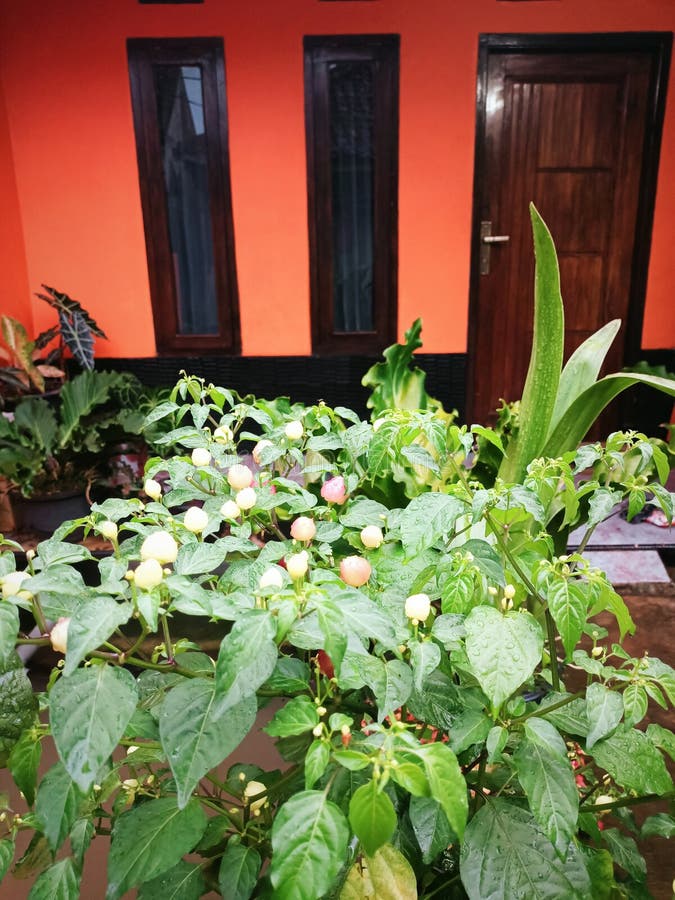 Green Garden Give the Real Life Stock Photo - Image of life, real ...