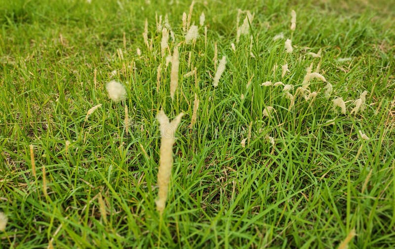 GREEN GARDEN GRESS PLANT and FLOWERS IMAGE Stock Image - Image of crop ...