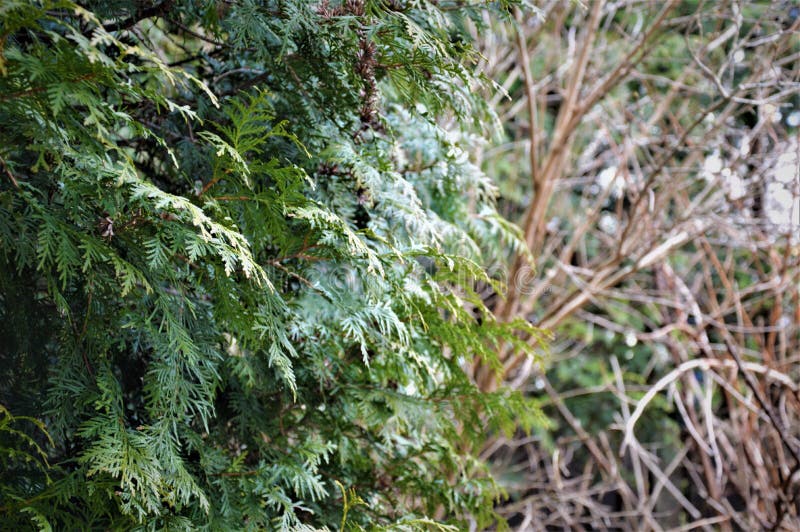 Green Garden Green Hedge Nature Stock Photo - Image of branch, forest ...