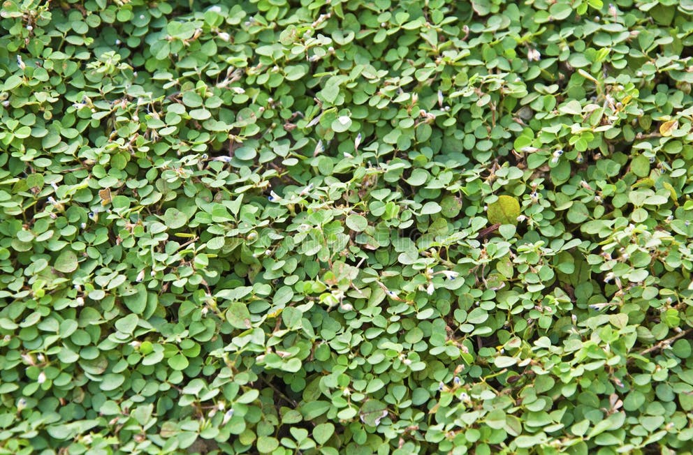 Green garden hedge pattern stock photo. Image of background - 46419660