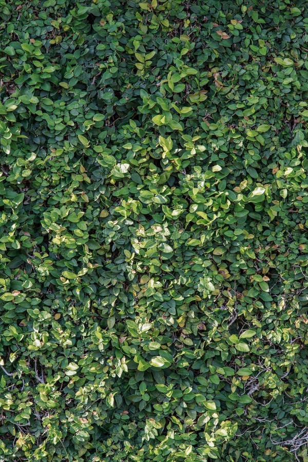 Green garden hedge stock image. Image of garden, formal - 63484413
