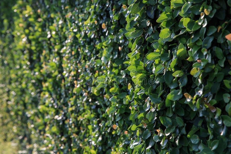 Green garden hedge stock photo. Image of effect, backgrounds - 63484546