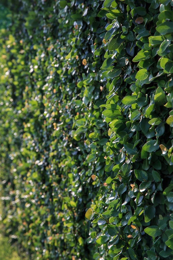 Green garden hedge stock photo. Image of park, gardening - 63484572