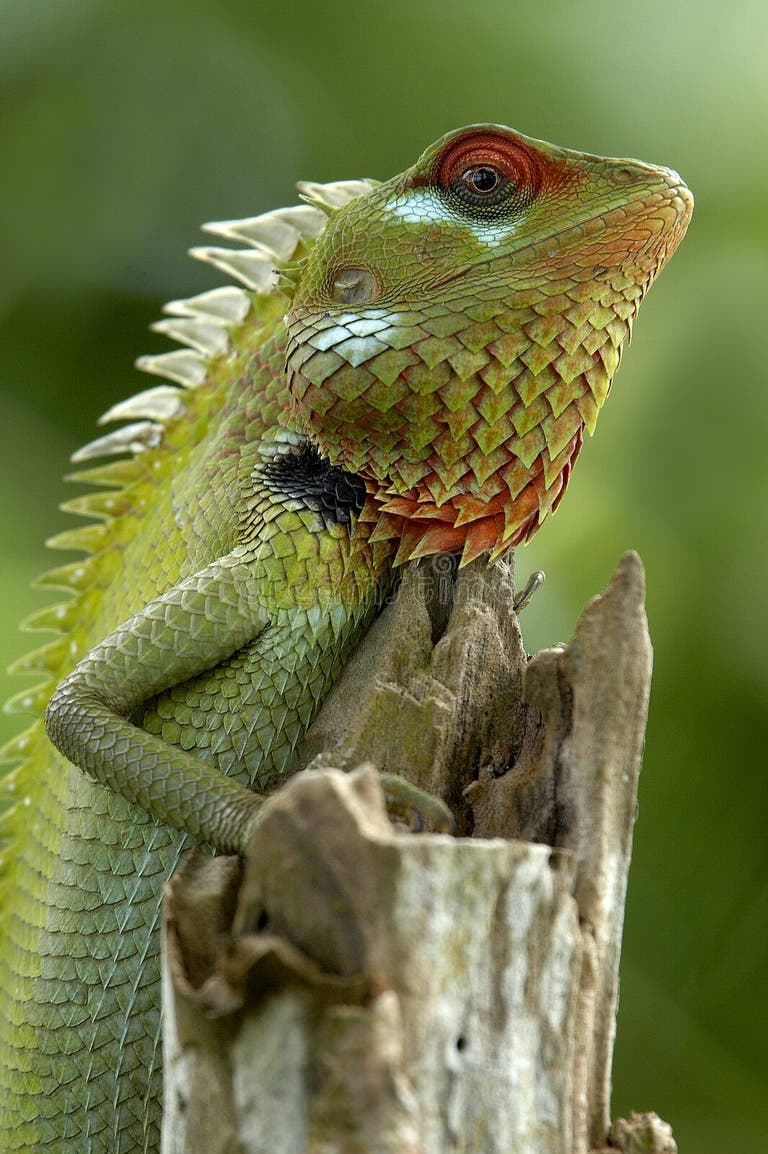 2,704 Indian Lizard Stock Photos - Free & Royalty-Free Stock Photos ...