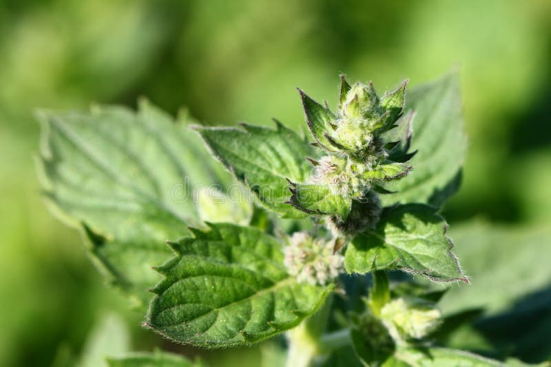 Pepper mint stock image. Image of grass, green, nature - 123368343