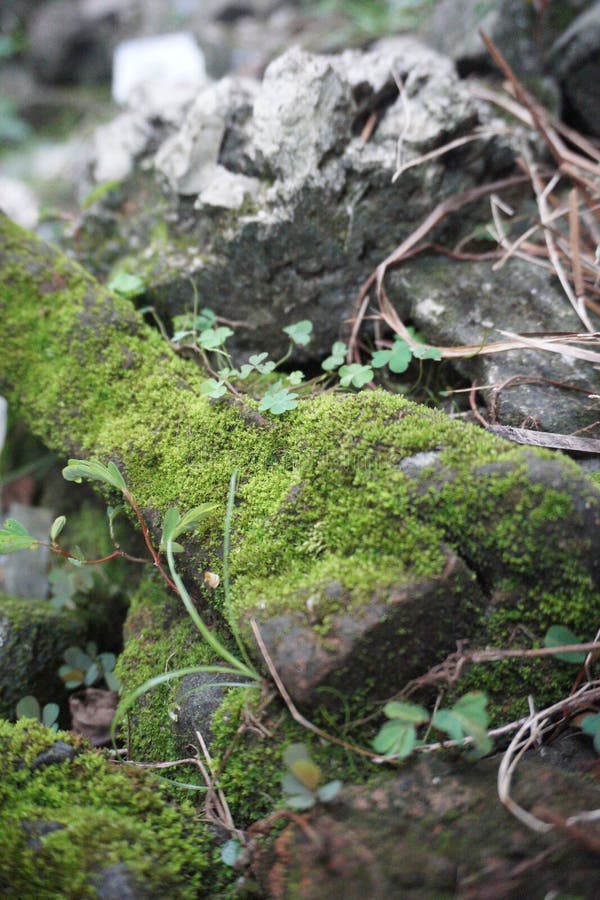 Green Garden Moss, Ornamental Forest Moss, Wall Moss, Tile Moss Stock ...