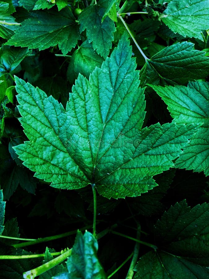 Currant leaf stock image. Image of garden, nature, plants - 120003375