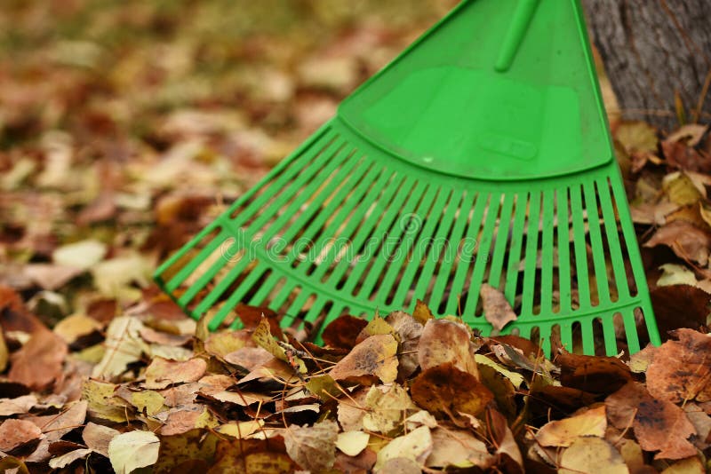 Green Garden Rake and Fall Leaves Stock Image - Image of rake, natural ...