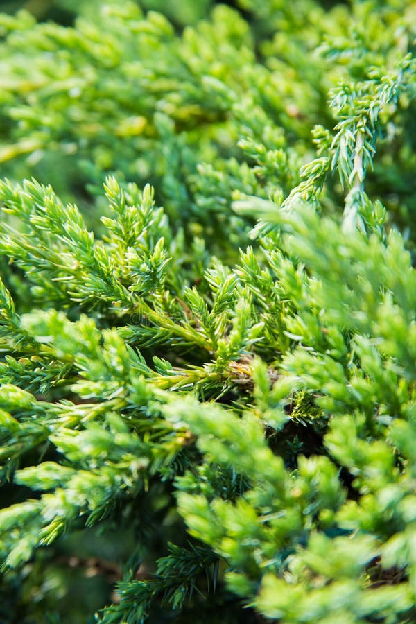 Green garden shrub stock image. Image of leaf, pattern - 89505489
