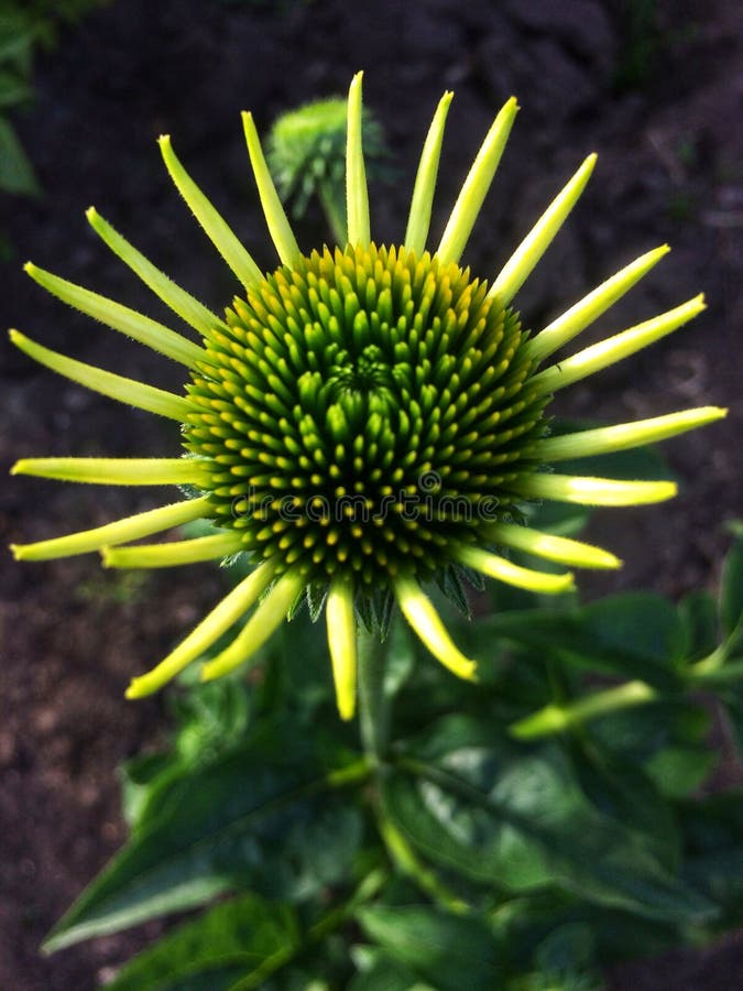 Green Garden Strange Flowers Stock Photo - Image of background, strange ...