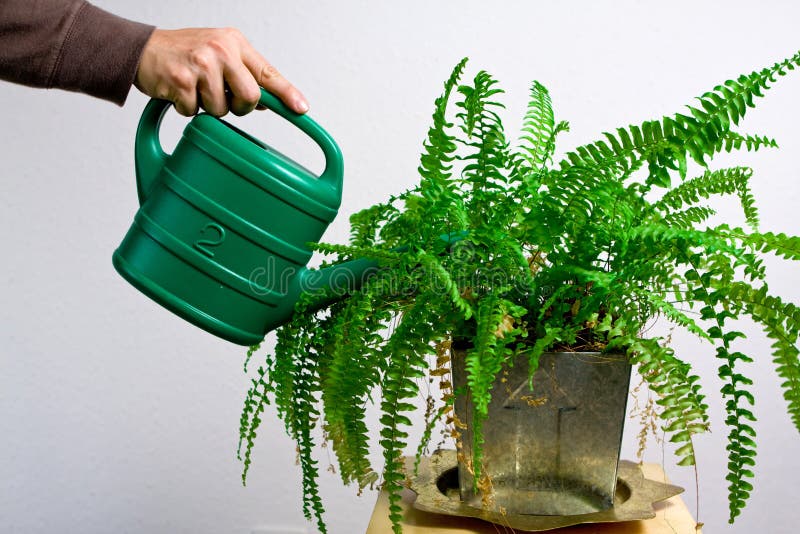 Green Gardening Watering Fern Stock Photo - Image of life, care: 7688668