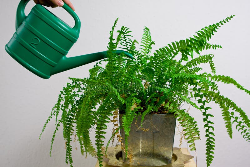 Green Gardening Watering Fern Stock Photo - Image of garden, irrigate ...