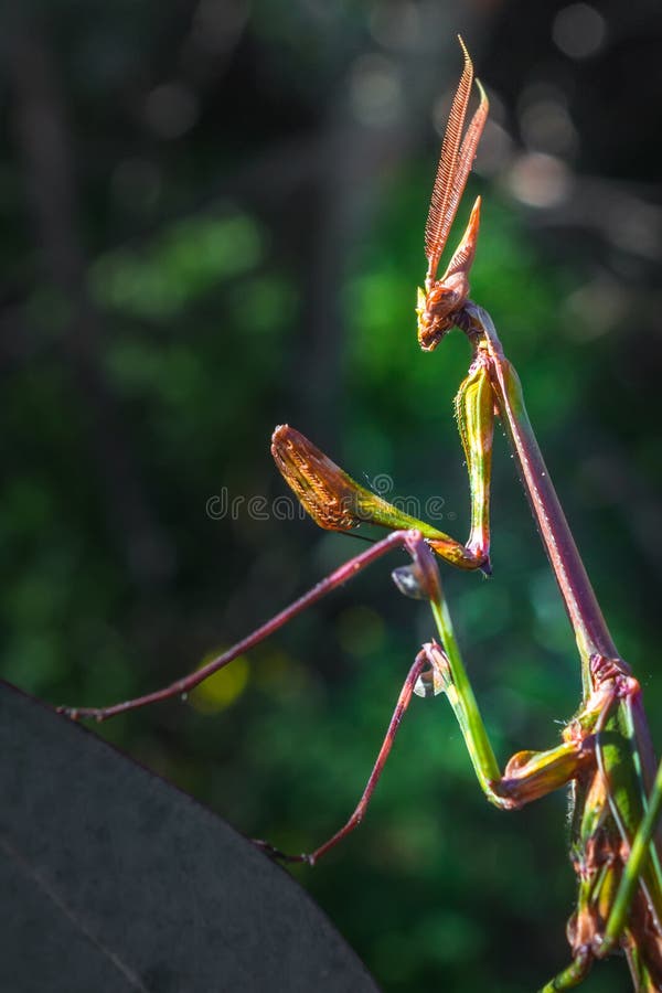 524 Spring Gargoyle Stock Photos - Free & Royalty-Free Stock Photos ...