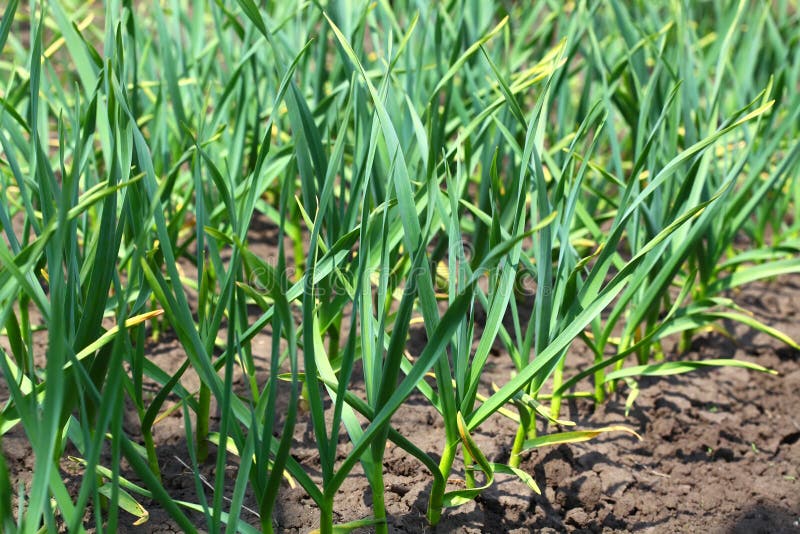 Green garlic stock image. Image of countryside, fresh - 54087297