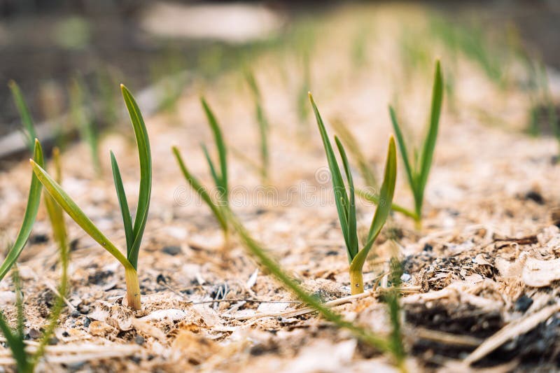 Green Garlic Grows in Garden Soil. Early Spring Stock Image - Image of ...