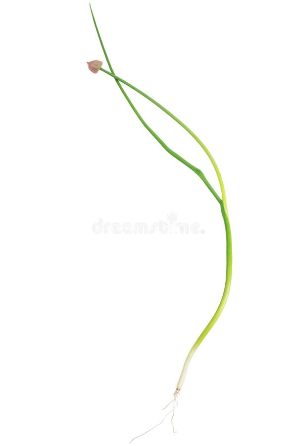 Green Garlic Plant Isolated on White Stock Image - Image of healthy ...