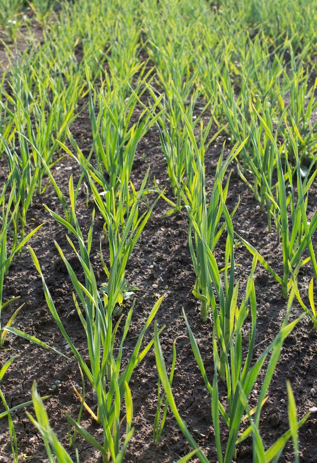 Green Garlic Seedlings (Allium Sativum) Stock Photo - Image of ...