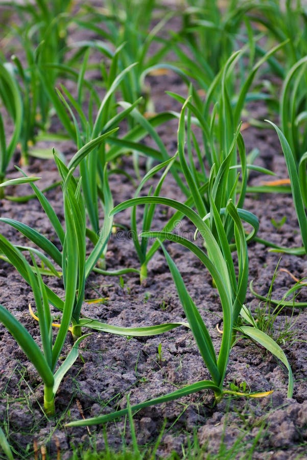 Green garlic sprouts stock photo. Image of season, food - 5197538