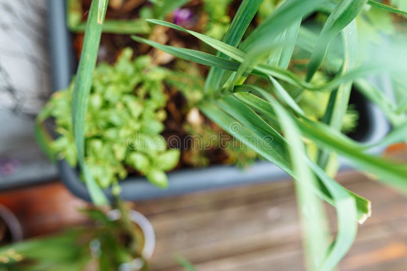 Green Garlic Sprouts in Garden Box Stock Image - Image of garlic, soil ...