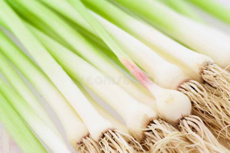 Green Garlic Sprouts with Roots Stock Photo - Image of group, flavor ...