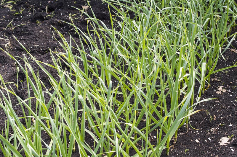 Green garlic stock photo. Image of juicy, branch, health - 60725016