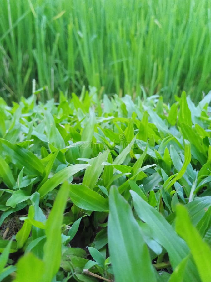 Green gass stock image. Image of green, gass, beautiful - 289160225