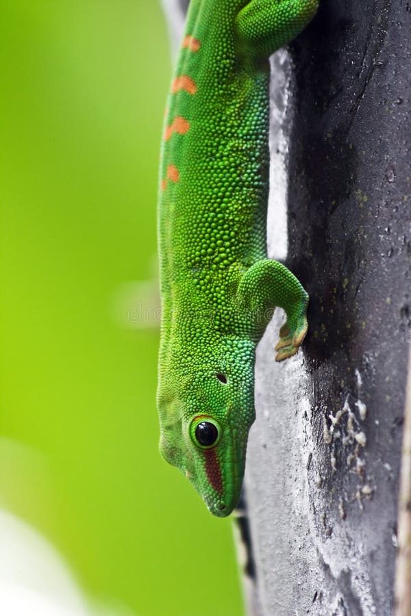 1,527 Cute Green Gecko Photos - Free & Royalty-Free Stock Photos from ...