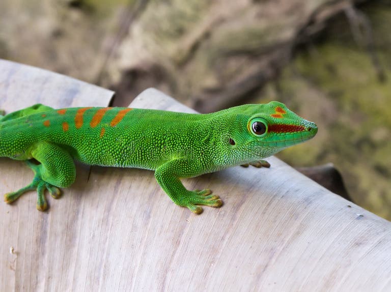 Green gecko stock image. Image of change, outdoors, gecko - 12808895