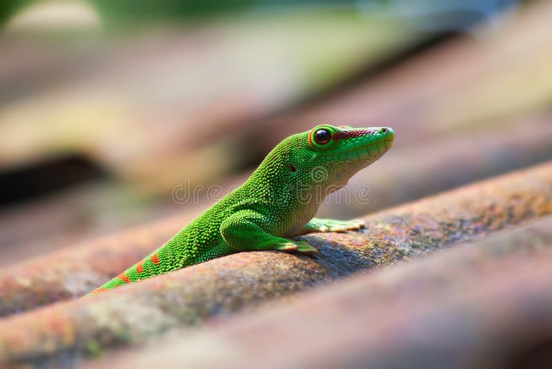 Green gecko stock photo. Image of change, little, endangered - 17970966