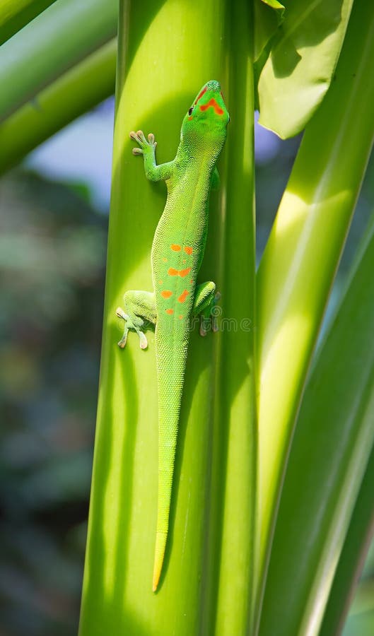Green gecko stock photo. Image of forest, africa, endangered - 26869110