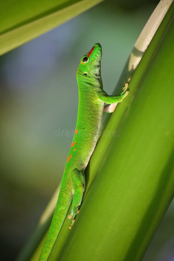 Green gecko stock image. Image of gecko, detail, juice - 27246577