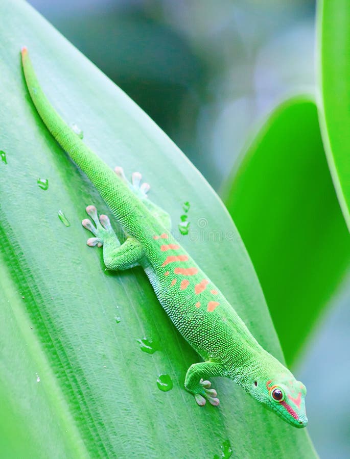 Green gecko stock photo. Image of plant, gecko, exotic - 27488838