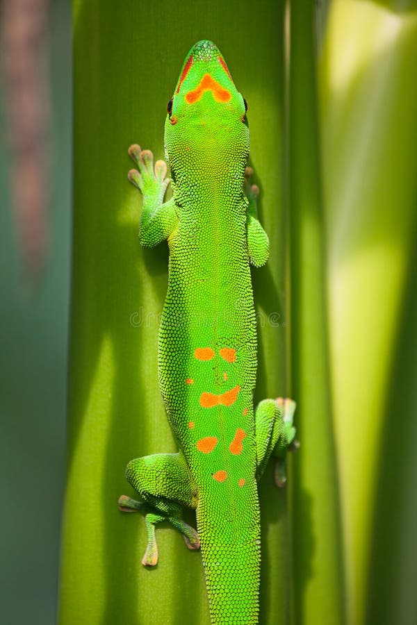 Green gecko stock image. Image of detail, ecology, madagascar - 27871855