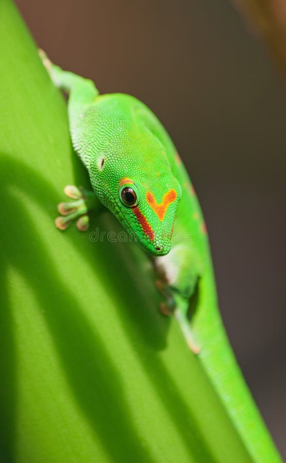 Green gecko stock image. Image of plant, africa, detail - 28109929