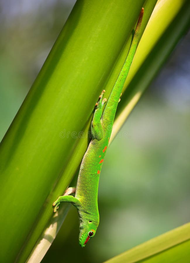 Green gecko stock photo. Image of foliage, forest, gecko - 28109956