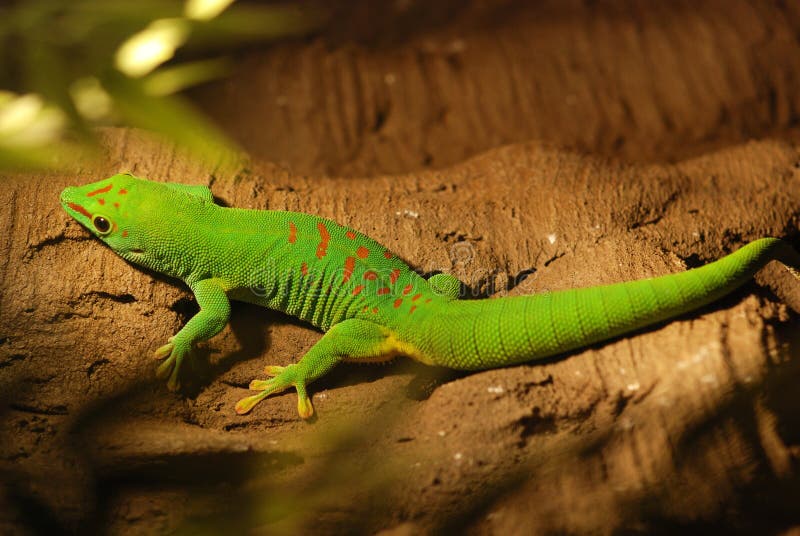 Beautiful Giant Day Gecko stock image. Image of fingers - 23327471